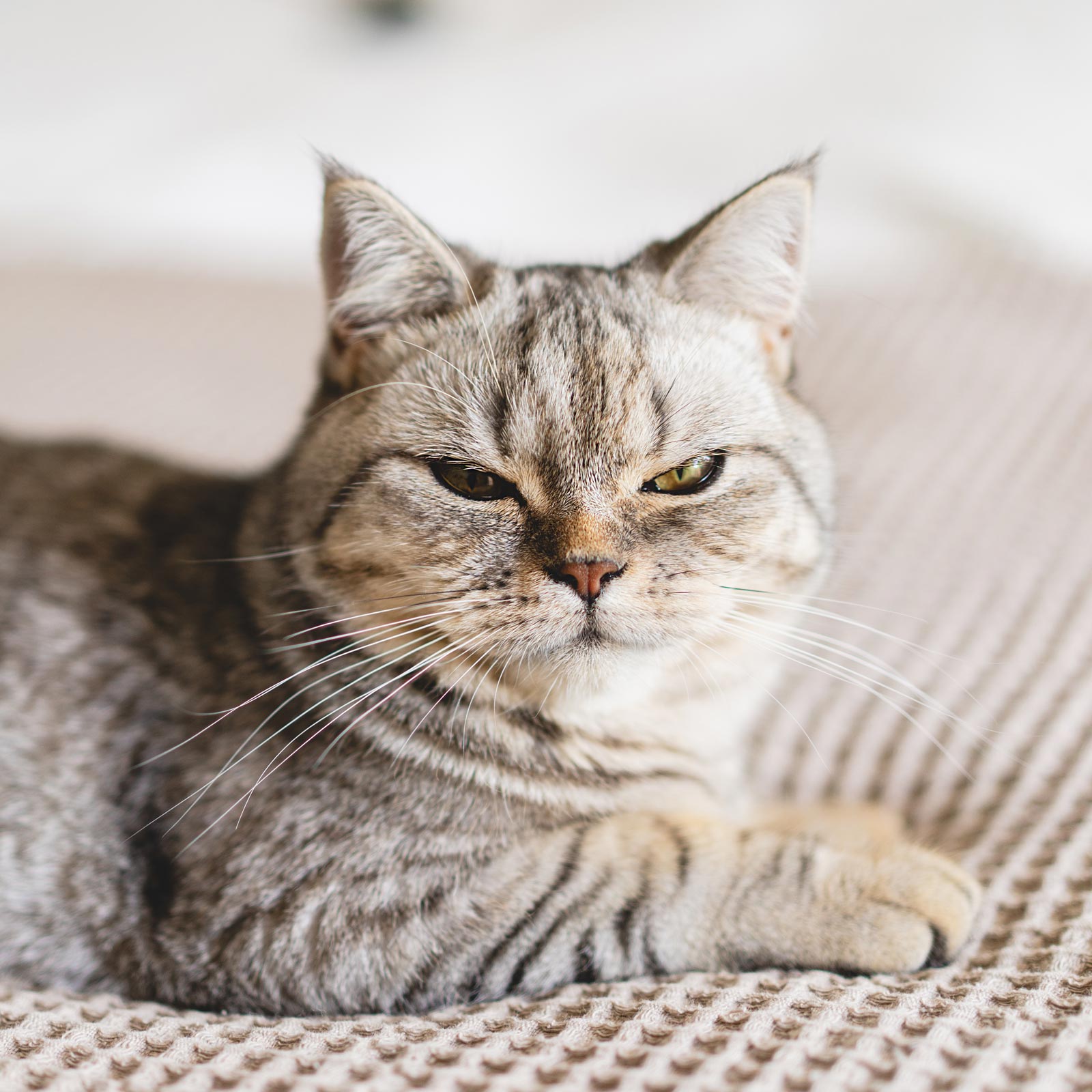 Addis Ababa Cat Care Guide: Essential Tips for Ethiopian Cat Owners ...